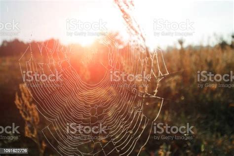 태양 새벽 빛에 필드에 블레이드 중 큰 Cowweb 새벽에 태양 광선에 여름 필드에 거미의 웹 새벽에 여름 필드입니다 새벽에
