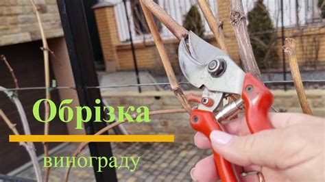Обрізка винограду - YouTube