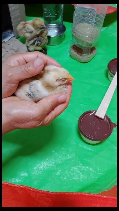 🐤삐약삐약 병아리 잠 재우기 주말농장 닭키우기 Youtube