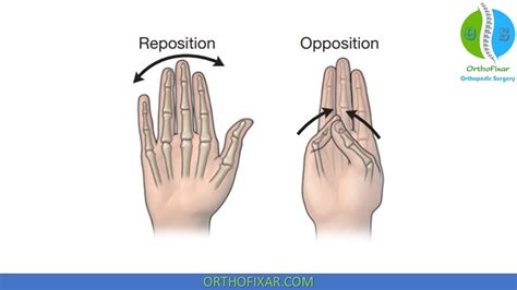 Thumb Opposition