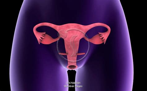 Female Reproductive Organ X Ray View Stocktrek Images