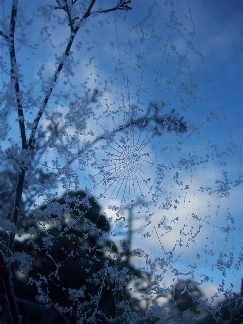 Cobweb Sky Snowflake Free Photo On Pixabay