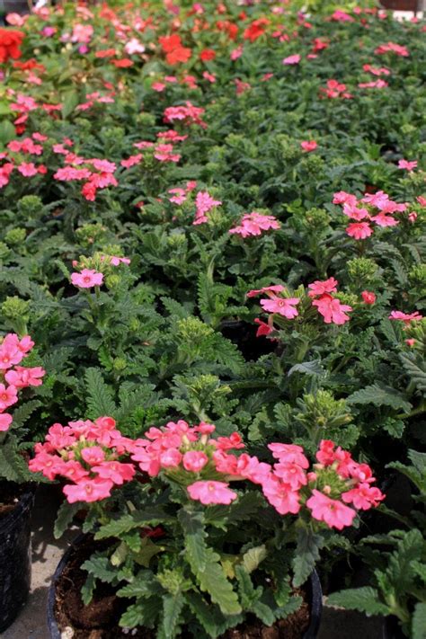 Verbena spp - Вербена - FOJA - Landscaping