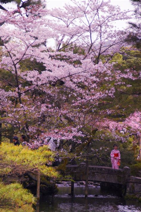 平安神宮神苑の桜5 By 久月 （id：5493542） 写真共有サイトphotohito