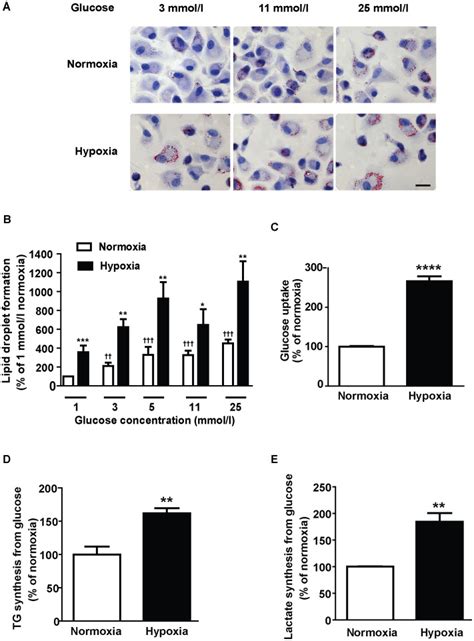 Ab Human Monocyte Derived Macrophages Were Cultured For 24 H In