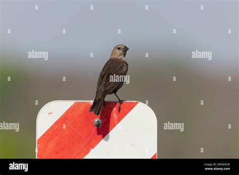 The Brown Headed Cowbird Molothrus Ater Is Brood Parasitic Bird That