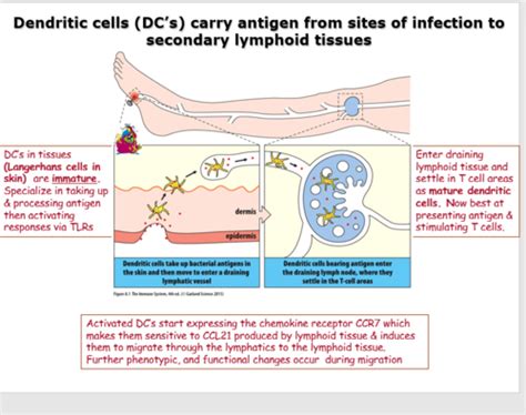 IMM T Cell Immunity Flashcards Quizlet