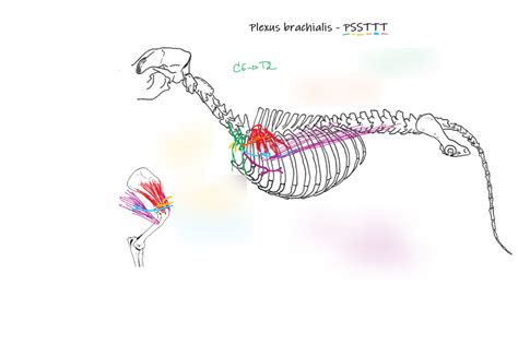 Diagram Plexus Brachialis Pssttt Quizlet