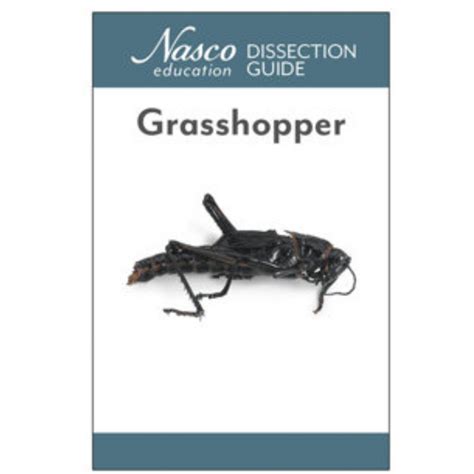 Grasshopper Dissection Guide — Natures Workshop Plus