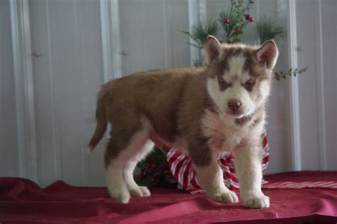 Akc Registered Siberian Husky For Sale Millersburg Oh Male Lucky Ac