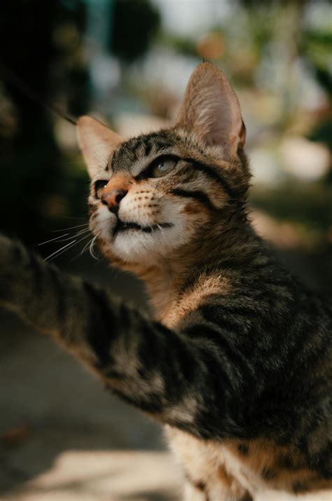 벵갈 고양이의 초상화 · 무료 스톡 사진
