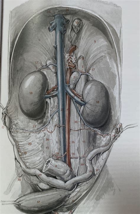 Anatomy Circulatory Quiz 1 Part 7 Diagram Quizlet