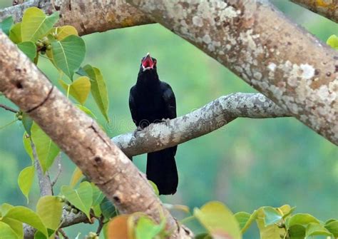 Closeup Shot Of A Squawking Black Asian Koel Bird Perched On A Tree