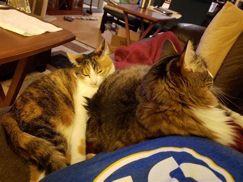 He Jumped In My Lap And Pretty Much Sat On Her Face She Was Not Amused