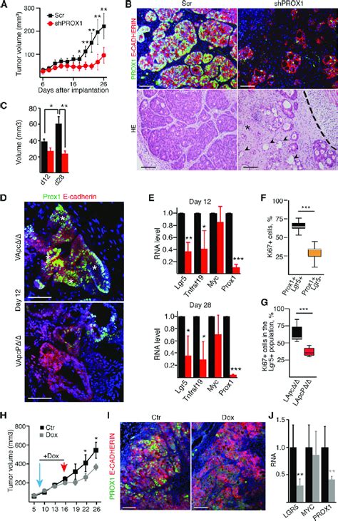 Prox1 Regulates The Number Of Stem Cells Via Cell Proliferation A