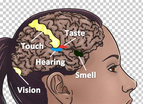Brain Neural Basis Of Synesthesia Neuroimaging American Synesthesia