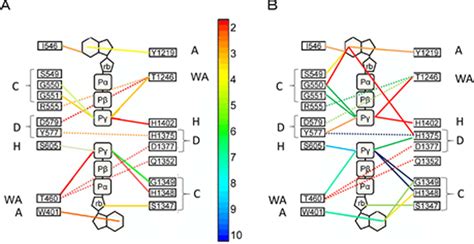 The Interactions Among Atp And Its Surrounding Amino Acid Residues A Download Scientific