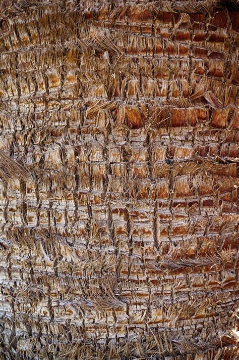 Palm Tree Trunk Texture Stock Photo Image Of Wood Macro 128223514