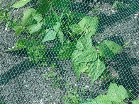 Plastic Netting As Agriculture Net In Greenhouse And Nurseries