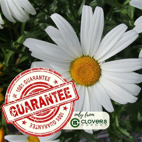 Shasta Daisy Leucanthemum Two Live Plants Non Gmo Hardy Floweri