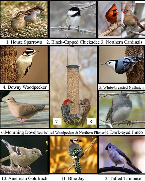 Backyard Birds Of Michigan The Backyard Gallery
