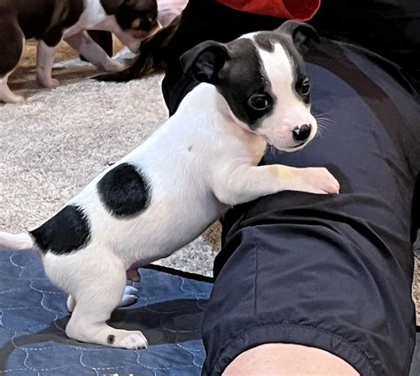 Grasshopper — Fetch Wisconsin Rescue