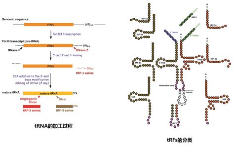 如何研究tRFs不妨先看这篇Cell Research文章 Ribobio