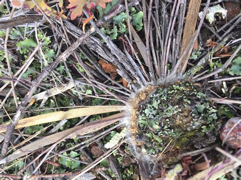 In Spidering Research Dr Leanda Mason And The World Famous Trapdoor Spider Csiro Publishing
