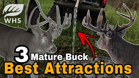 Top 3 Attractions For Mature Bucks YouTube