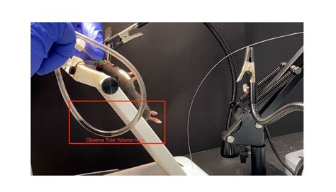 Improved Methodology For Liquid Delivery To The Mouse Lung Intubation Using A Consumer Otoscope