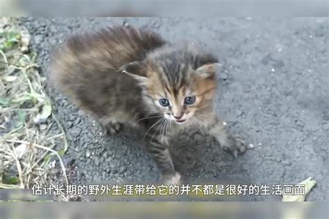 面对奶凶奶凶的小猫小哥哥耐心安抚最后成功带回家里收养 哥哥 小猫 成功