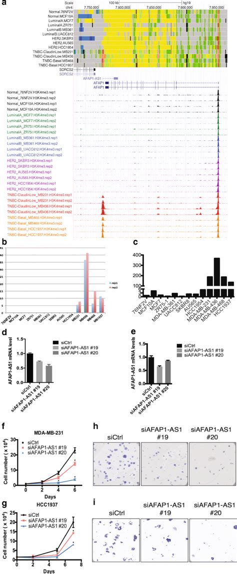 Histone Modification Profiling In Breast Cancer Cell Lines Highlights