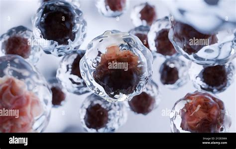 Human Cells Death Embryonic Stem Cell Metastasis Growing Tumor