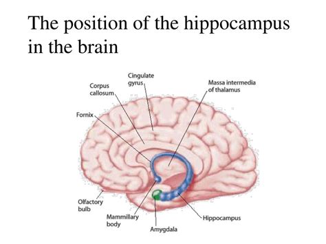 Ppt Memory And Consolidation Powerpoint Presentation Free Download Id 5810084