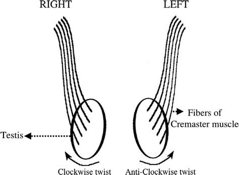 Direction Of The Twist Download Scientific Diagram