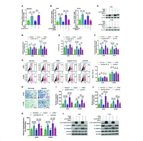Reduced Warburg Effect Hyperproliferation And Emt In Hbo Treated