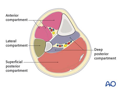 Approach To The Posteromedial Surface Of The Tibia