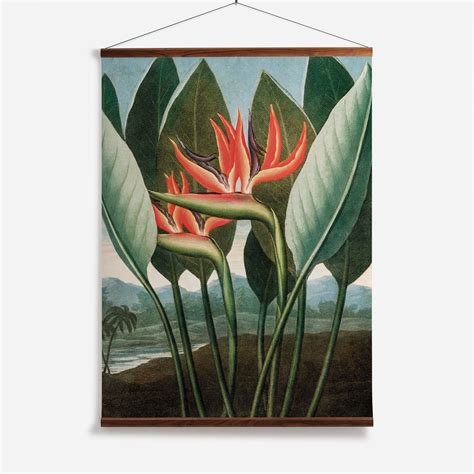 Bird Of Paradise Strelitzia Reginae Wall Chart New York Botanical