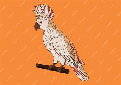 Premium Vector Graphic Illustration Of Cockatoo Parrot Bird Sitting