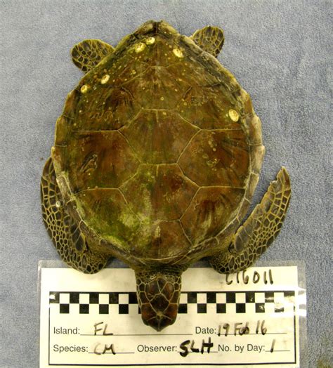 Turtle Reproductive Anatomy