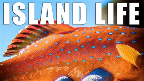Catch And Cook Coral Trout While Camping And Fishing On A Remote Island