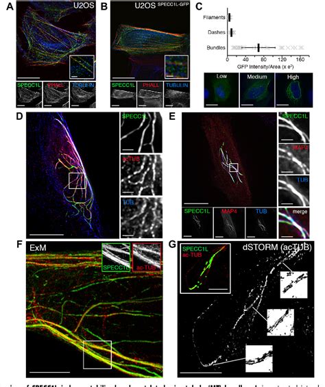 Figure 1 From Specc1l Binds The Myosin Phosphatase Complex Mypt1 Pp1β And Can Regulate Its