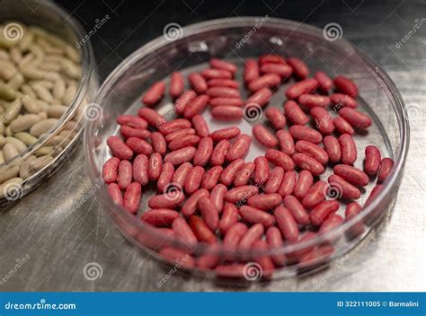 Samples Of New Legumes And Vegetables Seeds Varieties In Seed Bank Seedlings For Spring Sowing