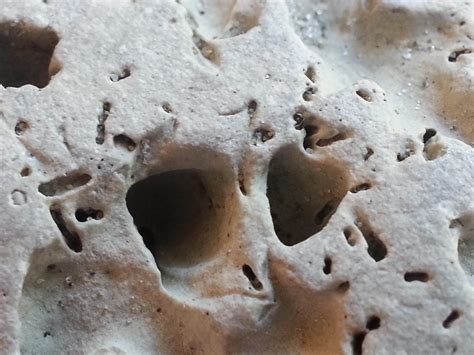 Trace Fossils Fossil ID The Fossil Forum