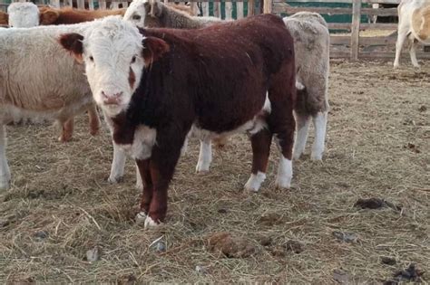 Фотоконкурс на лучшего бычка прошёл в Забайкалье Chitamedia Su