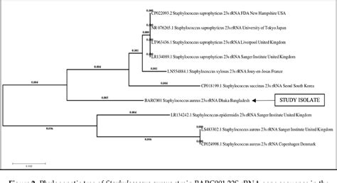Figure 2 From Molecular Detection Of Multidrug Resistant Staphylococcus Aureus Isolated From