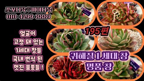 쪼꼬다육 195편고정된얼굴국내재배된 멋진 품종들 귀해질 1세대 창창전문농장쪼꼬다육 광명시 범안로 604 2 010 4299 8889 Youtube