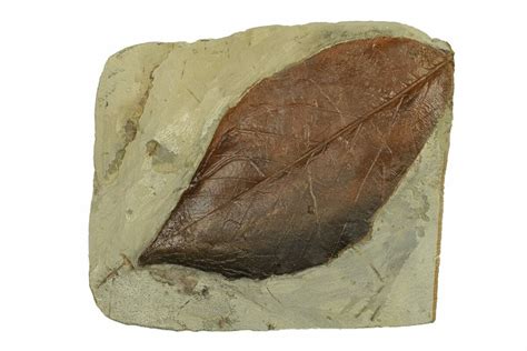 565 Detailed Fossil Leaf Montana 269366 For Sale