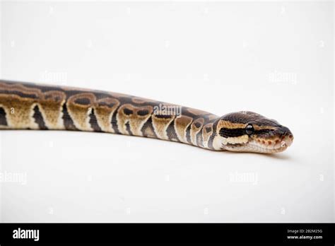 A Royal Ball Python Python Regius Isolated On A White Background Stock Photo Alamy