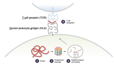 Gene Therapy Immunogenicity Primer